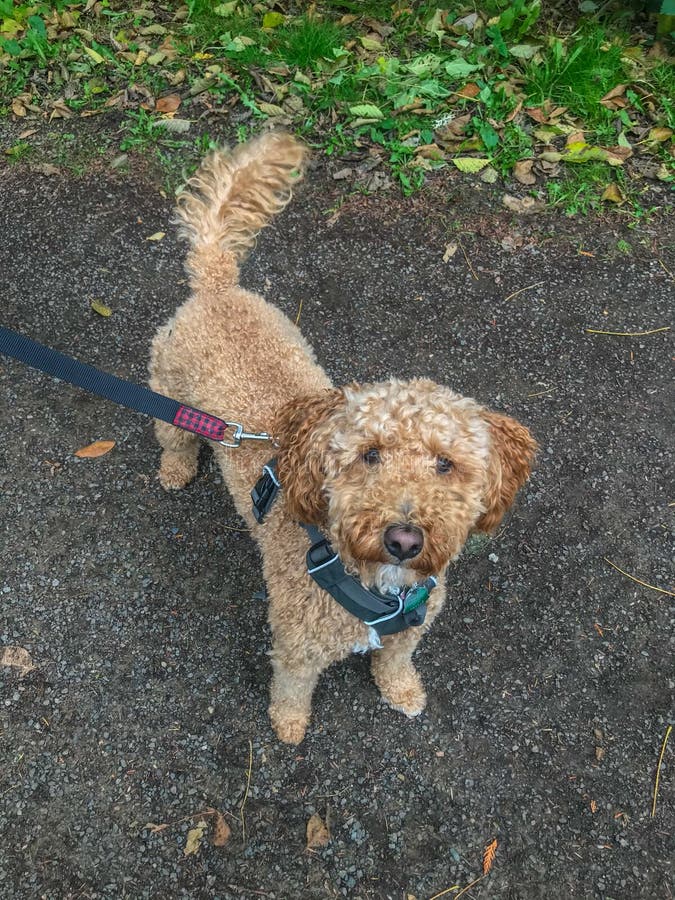 Mocha Australian Labradoodle Stock Image - Image of animal, mocha ...