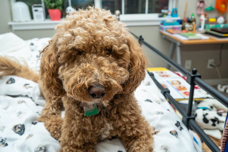 Mocha Australian Labradoodle Stock Image - Image of golden, girl: 215808021