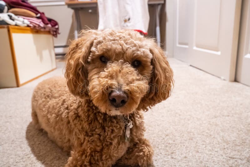Mocha Australian Labradoodle Stock Photo - Image of curly, mixed: 217161482