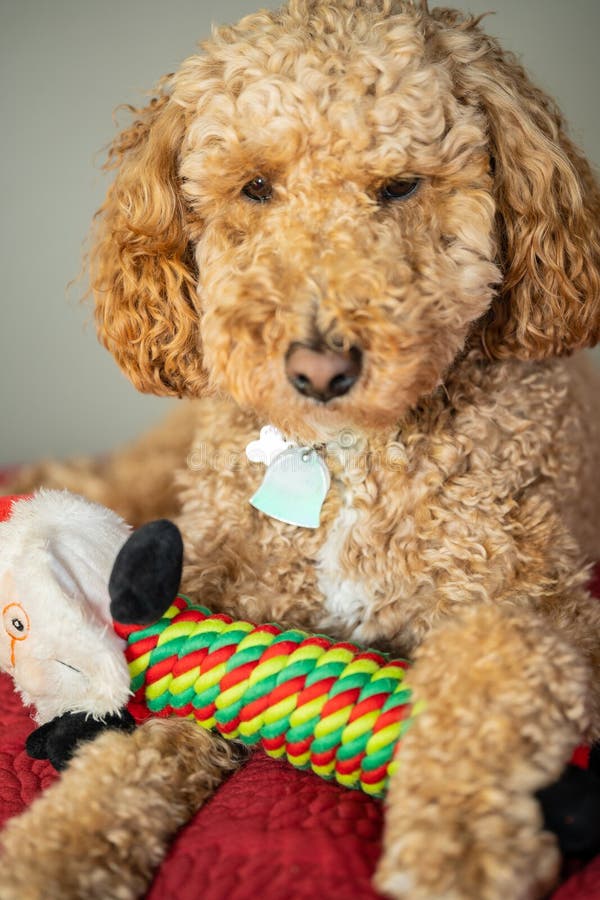 Mocha Australian Labradoodle Stock Image - Image of hybrid, golden ...