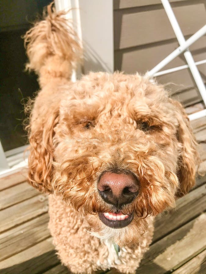 Mocha Australian Labradoodle Stock Image - Image of fuzzy, cream: 223685259