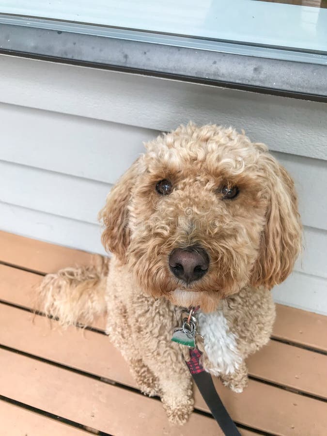 Mocha Australian Labradoodle Stock Photo - Image of hairy, doodle ...