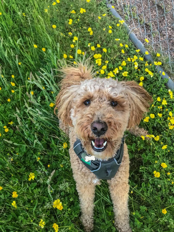 Mocha Australian Labradoodle Stock Photo - Image of cross, looking ...