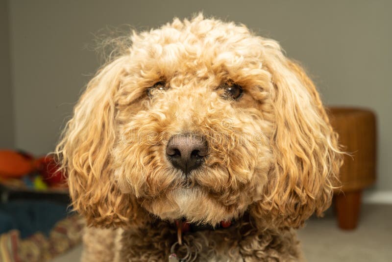 Mocha Australian Labradoodle Stock Photo - Image of hybrid, hairy ...
