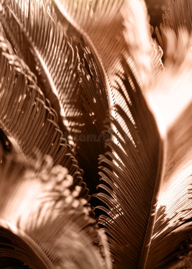 Mocha Brown Color Swatch Year Color Natural Background. Stock Image ...