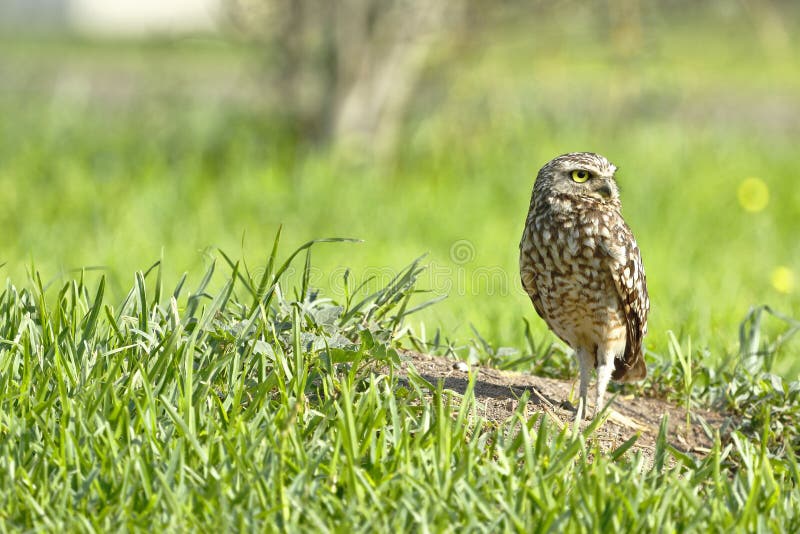 Mochuelo Athene Cunicularia Stock Photo - Image of posing, wildlife ...