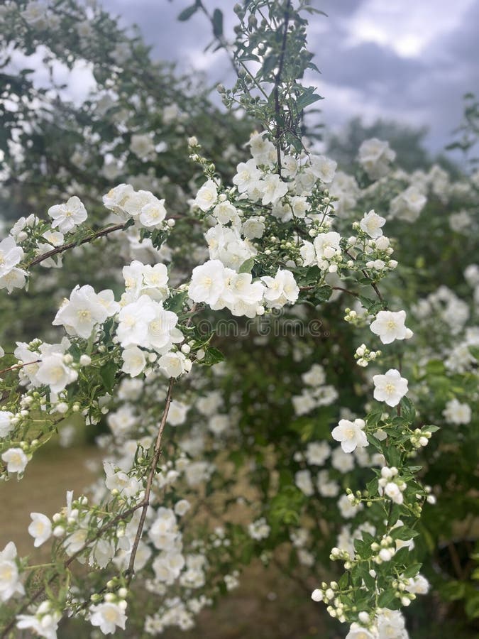Mock Orange Tree stock photo. Image of white, beautiful - 388432666