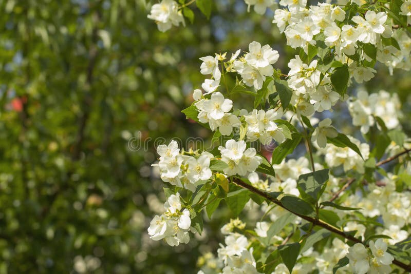 Mock orange tree stock photo. Image of greenery, elegance - 72788364