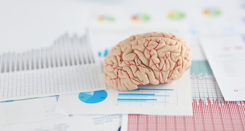 Mock Up of a Brain on a Table with Business Document Stock Image ...