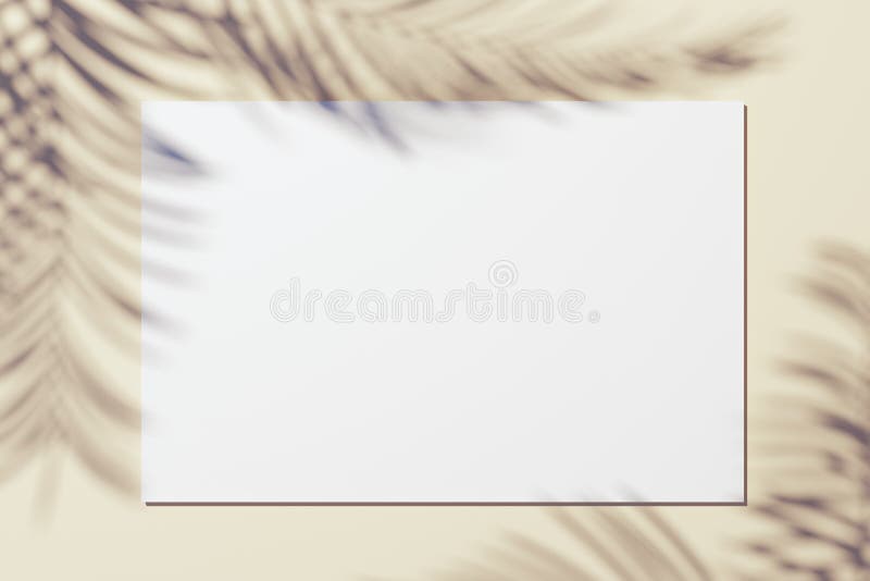 Mock Up Card Paper on Beige Background with Shadows Shape Palm Leaves ...