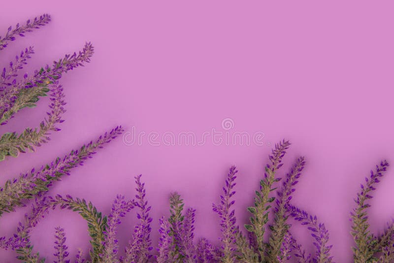 Mock-up Lavender Background with Copy Space Stock Photo - Image of ...