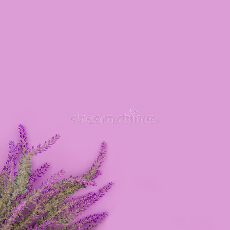 Mock-up Lavender Background with Copy Space Stock Photo - Image of ...
