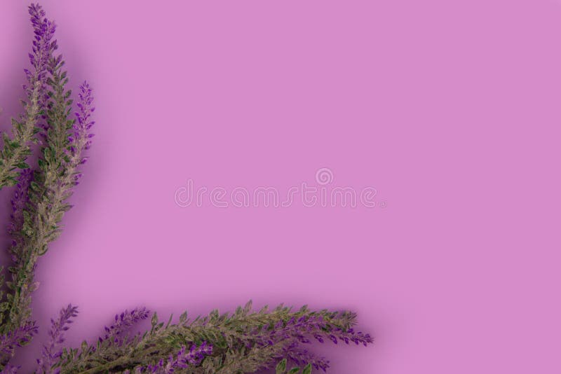 Mock-up Lavender Background with Copy Space Stock Image - Image of ...