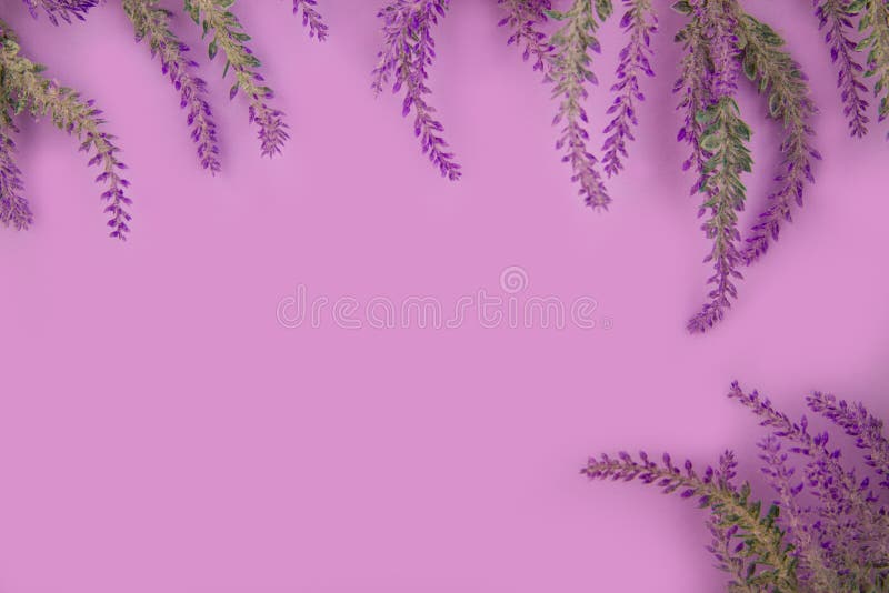 Mock-up Lavender Background with Copy Space Stock Image - Image of ...