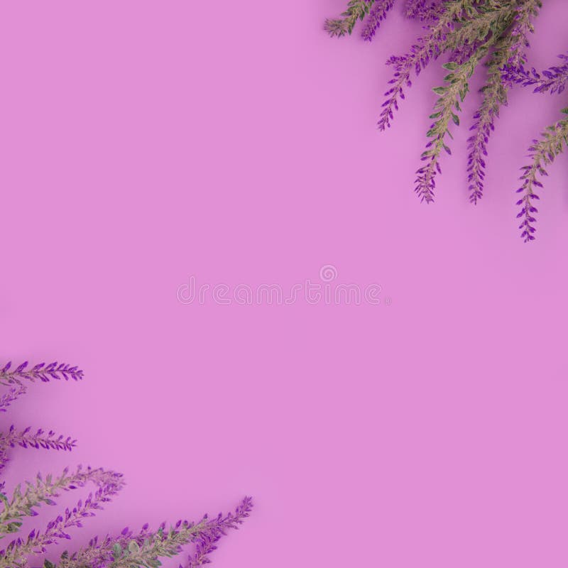 Mock-up Lavender Background with Copy Space Stock Photo - Image of ...