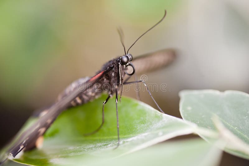 Mocker Swallowtail Butterfly Papilio Dardanus Stock Image - Image of ...