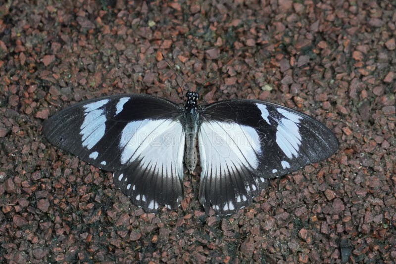 Mocker Swallowtail Resting on the Floor Stock Photo - Image of ...