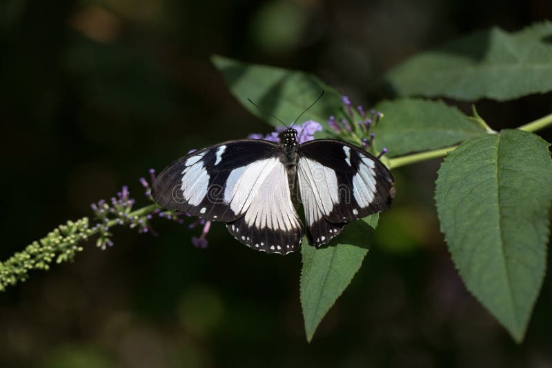 Mocker Swallowtail Papilio Dardanus Butterfly Stock Photo - Image of ...
