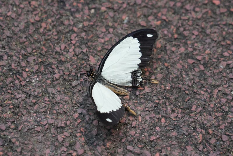 Mocker Swallowtail Resting on the Floor Stock Photo - Image of ...