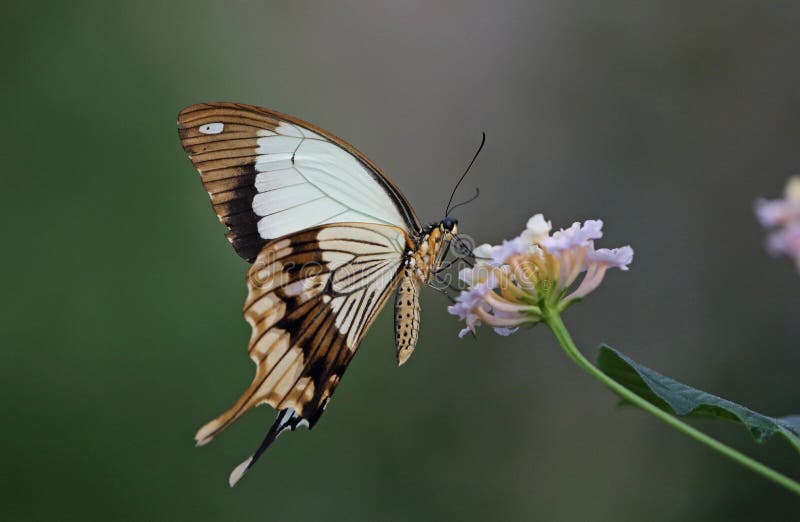 Mocker Swallowtail stock image. Image of fritillary - 104662097