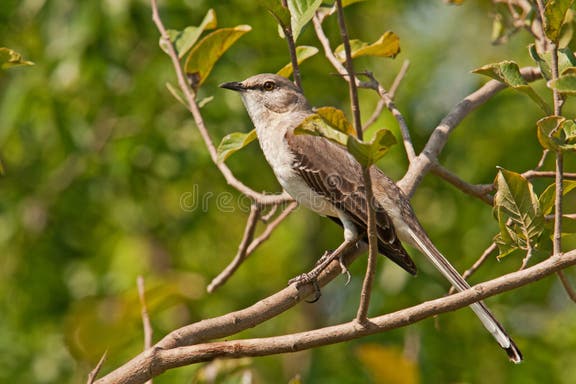 Mocking bird stock image. Image of bird, noisy, wings - 24792339
