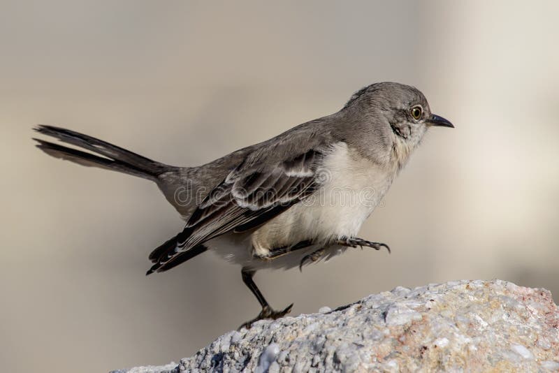 Mocking Bird stock image. Image of perched, beak, state - 68680499