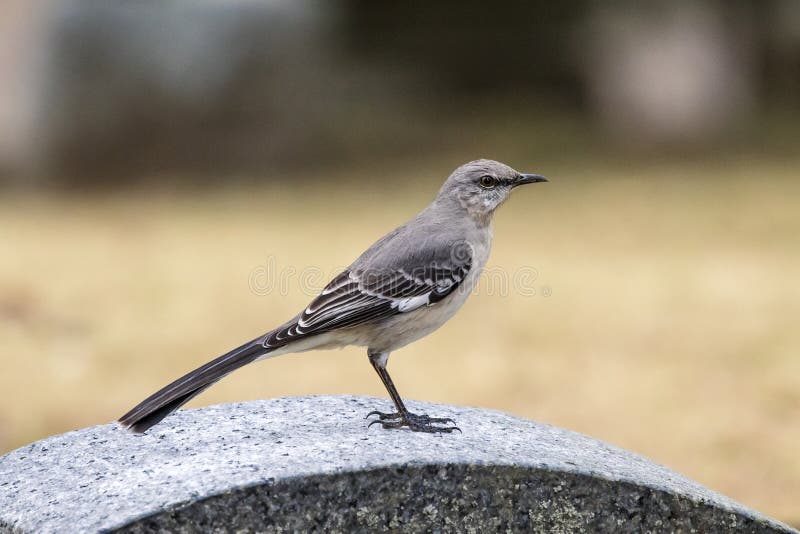 Mocking Bird stock image. Image of mocking, wings, state - 68680641