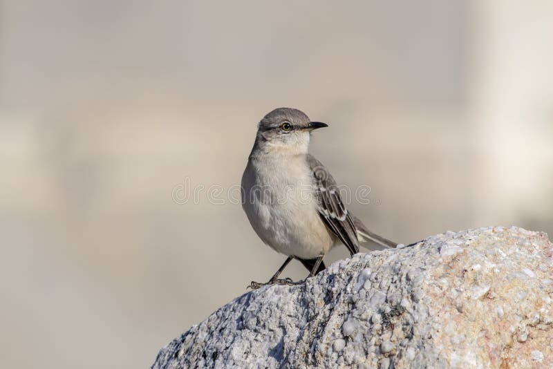 Mocking Bird stock photo. Image of beak, state, beauty - 68680704