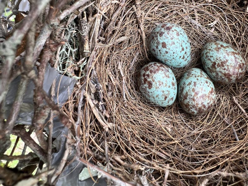 Mocking Bird eggs stock image. Image of mocking, bird - 252370271