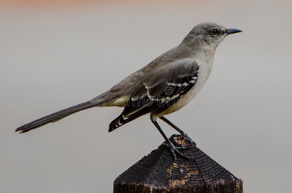 Mocking Bird on a Fence Post Stock Image - Image of avian, beauty: 84386445