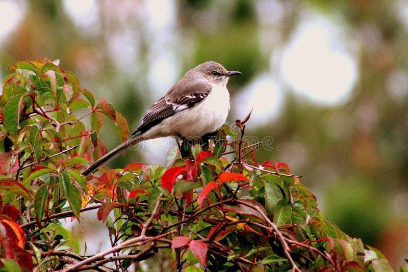 Mocking Bird stock image. Image of mocking, wings, state - 68680641