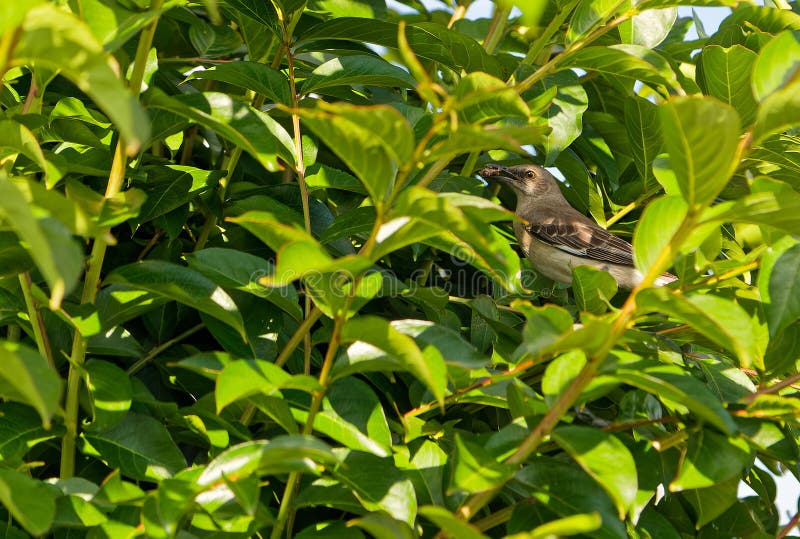 Mocking Bird Hidden in a Crape Myrtle Tree Eating an Insect Stock Photo ...