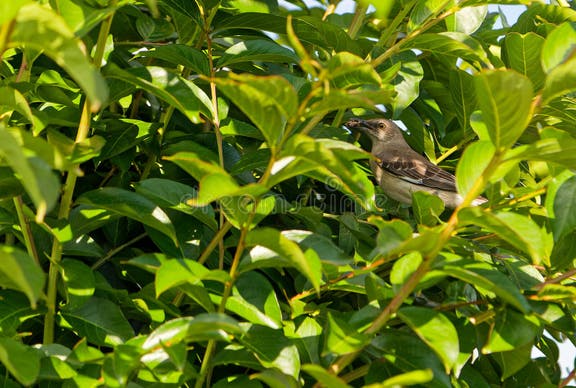 Mocking Bird Hidden in a Crape Myrtle Tree Eating an Insect Stock Photo ...