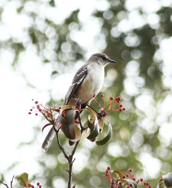 Mocking Bird stock photo. Image of mocking, bird, preening - 39126684