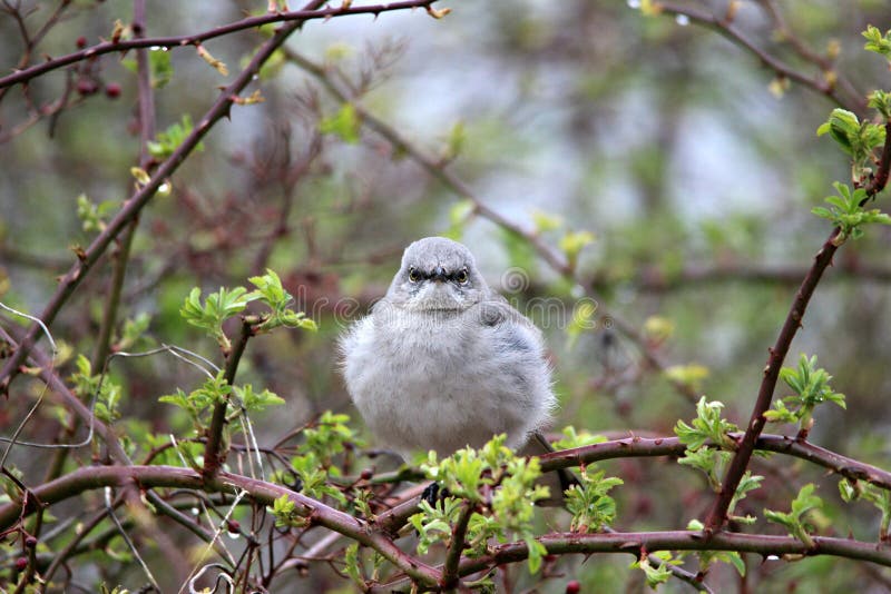 Mocking Bird stock photo. Image of animals, mockingbird - 71962288