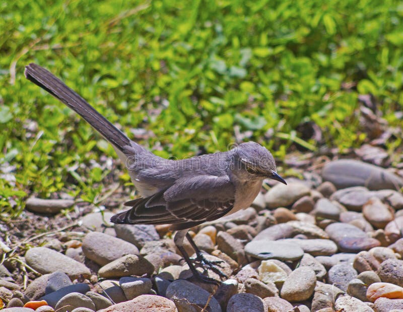Mocking Bird Standing in Rocks. Stock Photo - Image of gray, songbird ...