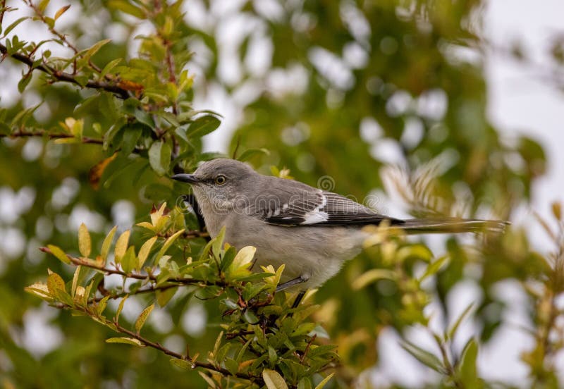 Mocking bird in tree stock photo. Image of branch, tree - 344538810