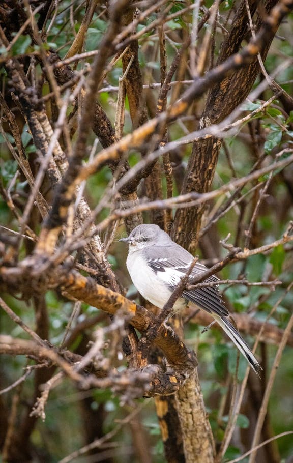 Mocking bird in a tree stock photo. Image of bird, feather - 344538804