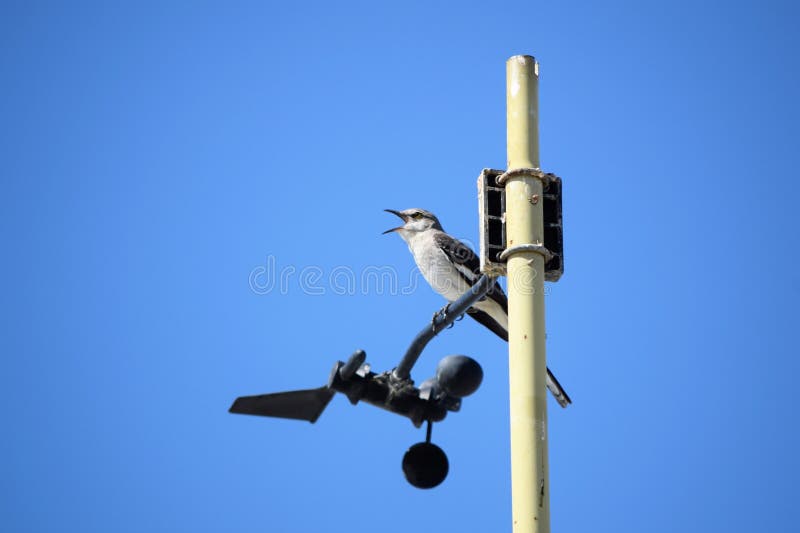 Mocking Bird Warbles at Top of Flag Pole Stock Image - Image of mocking ...