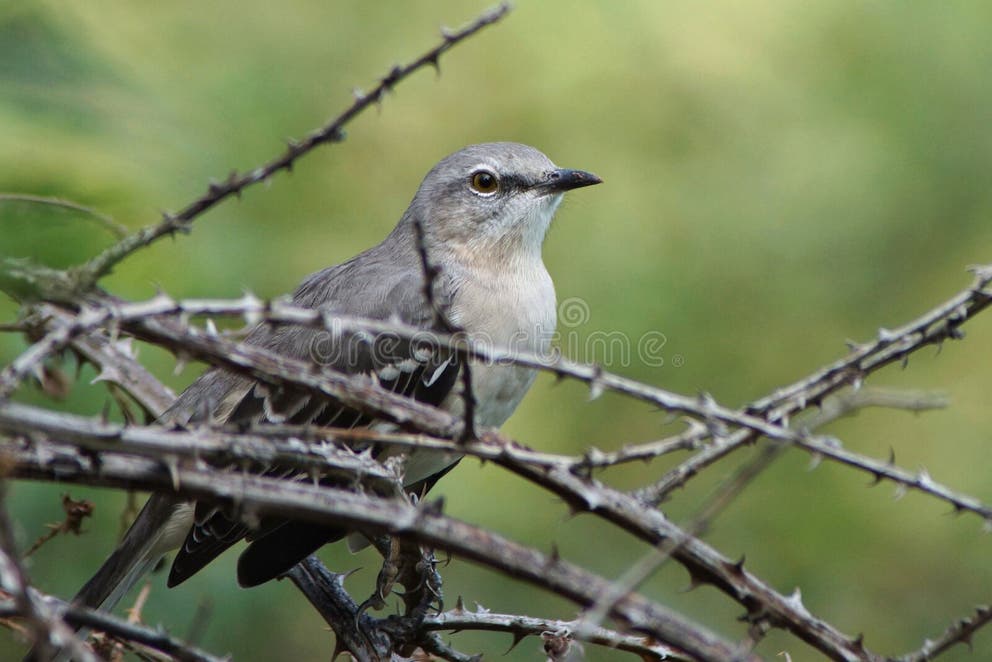 Mockingbird stock image. Image of bird, feathers, wildlife - 26862113