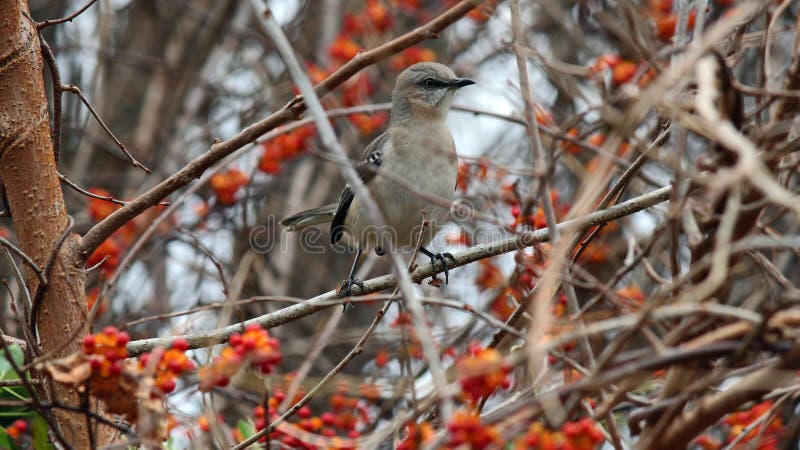 Mockingbird Amongst Red Berries Stock Photo - Image of perched, tree ...