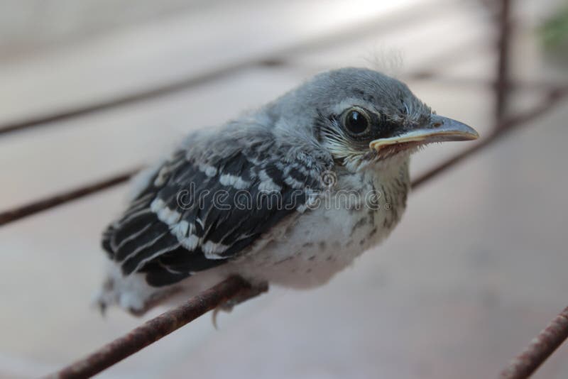 Baby Mockingbird Stock Photos - Free & Royalty-Free Stock Photos from ...