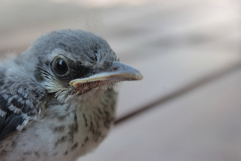 Baby Mockingbird Stock Photos - Free & Royalty-Free Stock Photos from ...