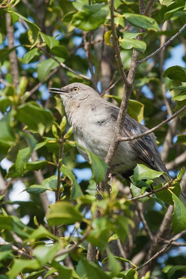 Mockingbird stock image. Image of bush, yellow, beautiful - 49678647