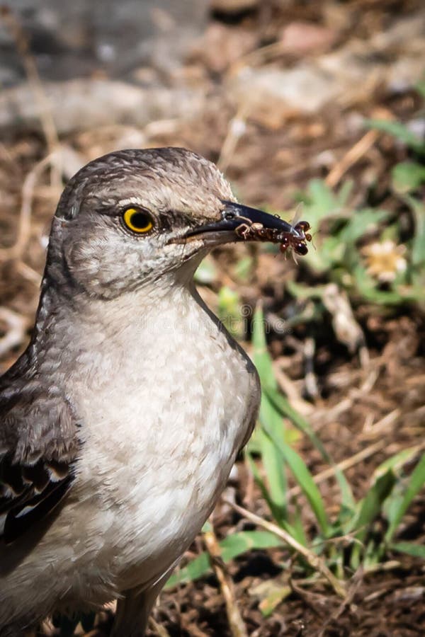 Mockingbird Caught Insects in the Grass Stock Photo - Image of cactus ...