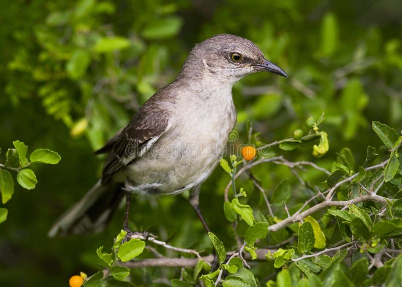 Northern Mockingbird (Mimus Polyglottos) Stock Photo - Image of ...