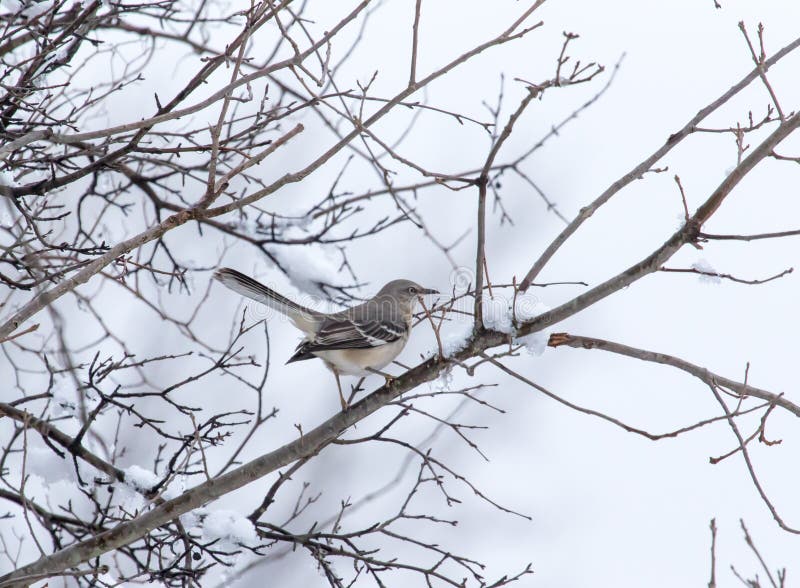 Mockingbird stock photo. Image of branches, berries, snow - 49417428