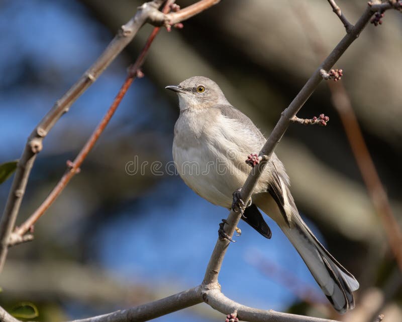 Mockingbird Ird Stock Photos - Free & Royalty-Free Stock Photos from ...