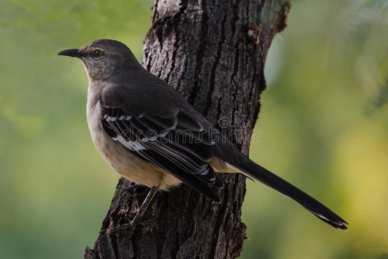 167 Male Mockingbird Stock Photos - Free & Royalty-Free Stock Photos ...