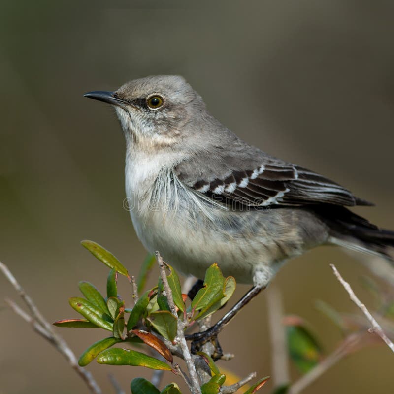 Mockingbird Perched Atop a Tree Branch in a Lush Green Environment ...